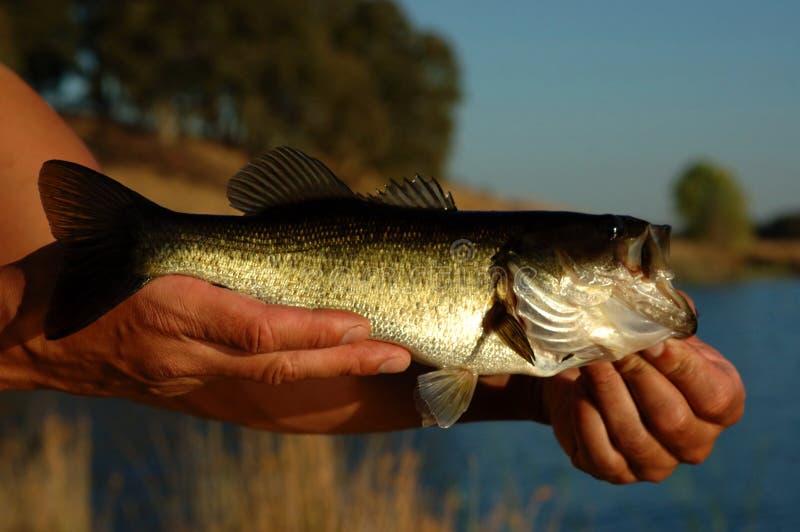 Largemouth Bass Fishing stock photo. Image of angler - 30972266