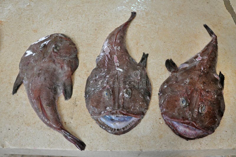 Lophius piscatorius fish stock photo. Image of cuisine - 34651284