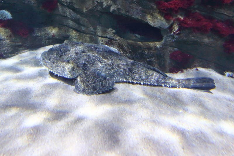 Angler stock photo. Image of monk, lophius, frog, animal - 377339248