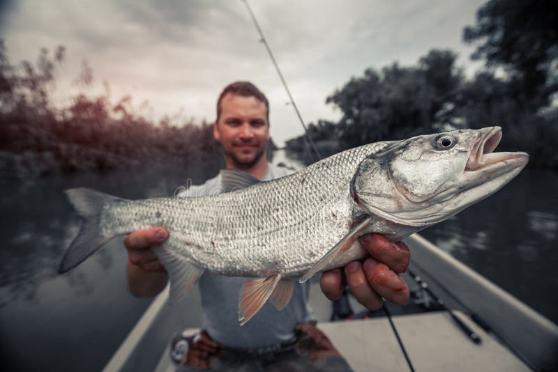 Angler holds big Asp fish stock photo. Image of trophy - 168826476