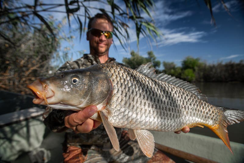 Angler holds big Carp fish stock photo. Image of boat - 168826494