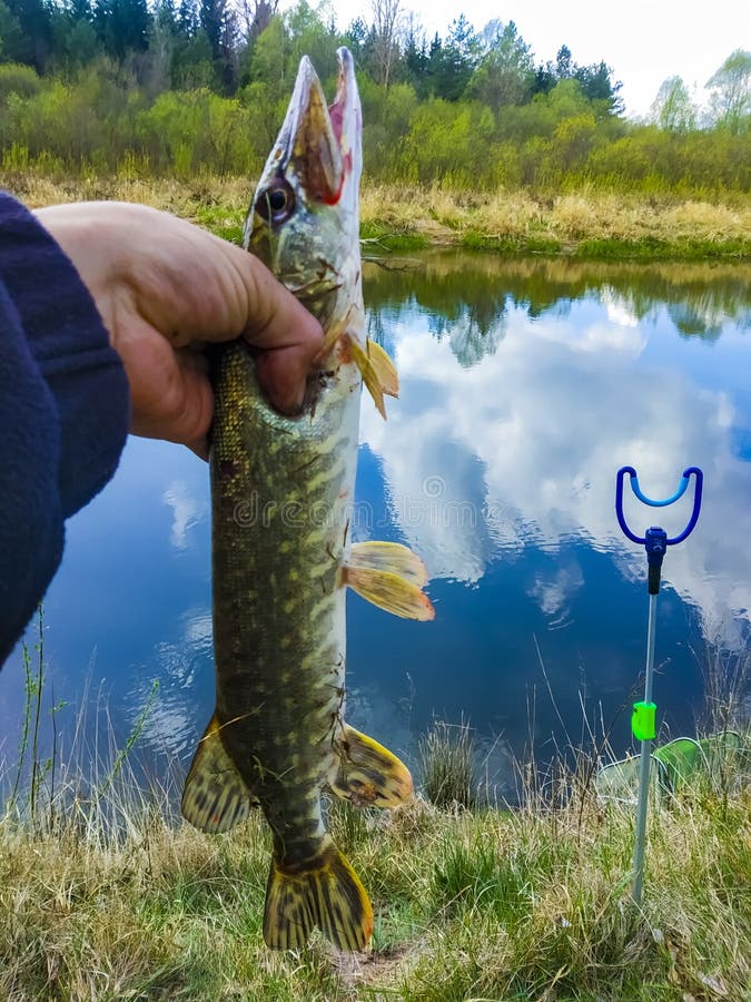 Angler Holds a Pike in His Hand Stock Photo - Image of travel, hobbies ...