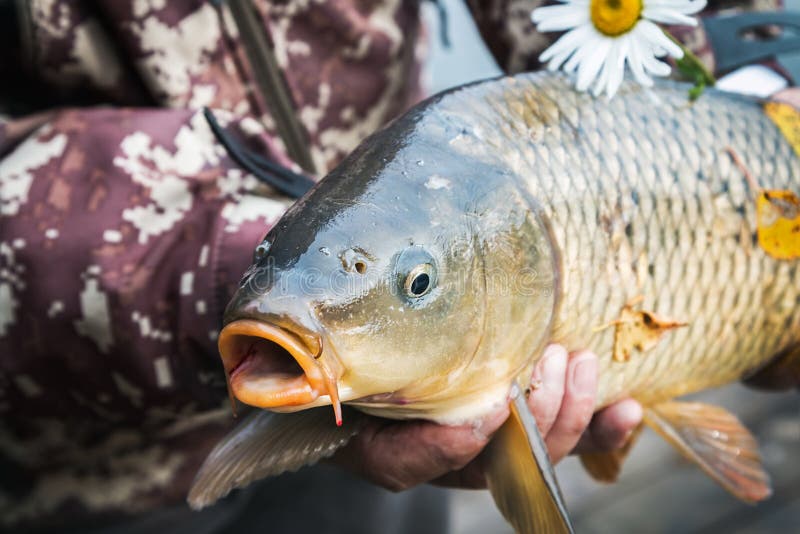 The Angler Holds Trophy Fish, the Carp Stock Photo - Image of hobby ...