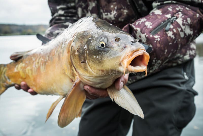 The Angler Holds Trophy Fish, the Carp Stock Image - Image of catch ...