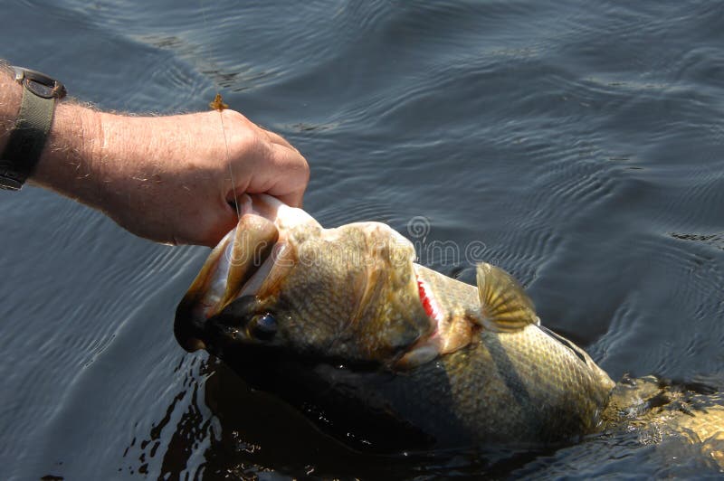 Large Mouth Bass Lipped after Being Caught Fishing Stock Image - Image ...