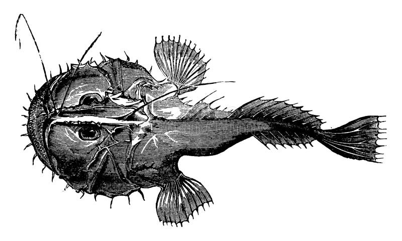 Voracious Stock Illustrations – 211 Voracious Stock Illustrations ...