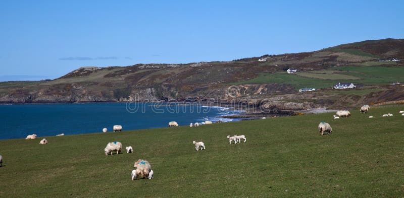 Anglesey Coastal Path stock photo. Image of wales, anglesey - 19297182