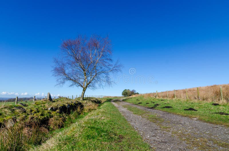 Farm Track and Bare Tree in Early Springtime at Anglezarke Lancashire ...