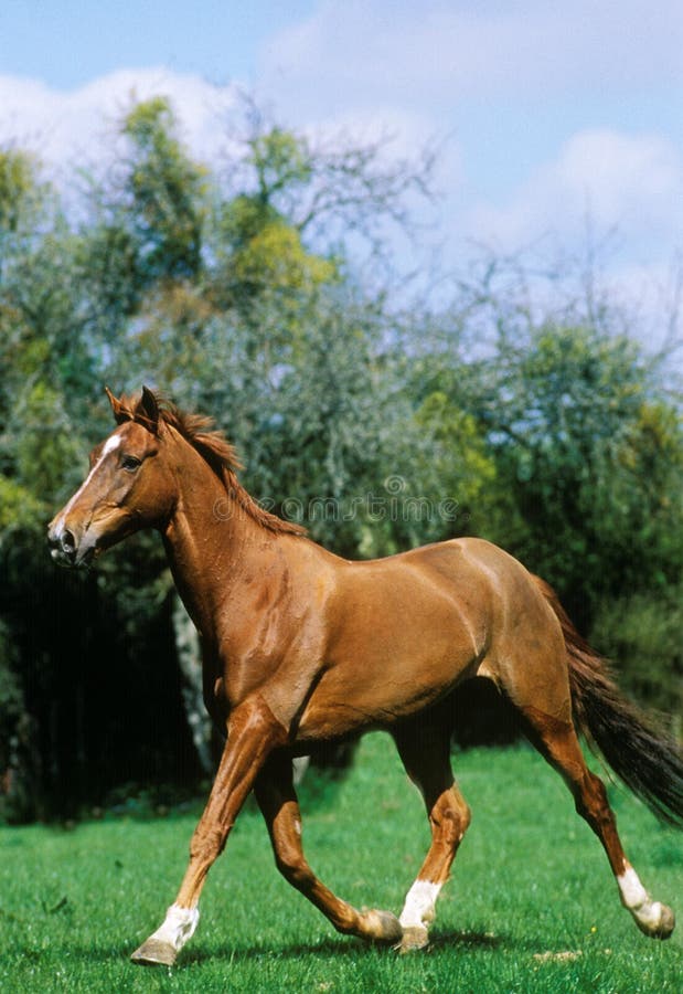 Anglo-arab horse stock photo. Image of horse, arab, stud - 11483886