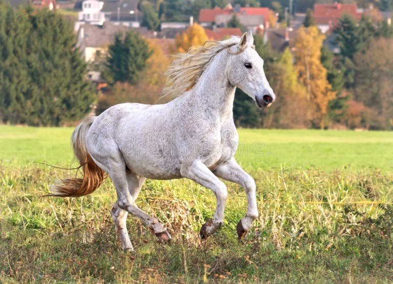 Anglo-Arabian Beauty stock image. Image of autumm, gallop - 17538473