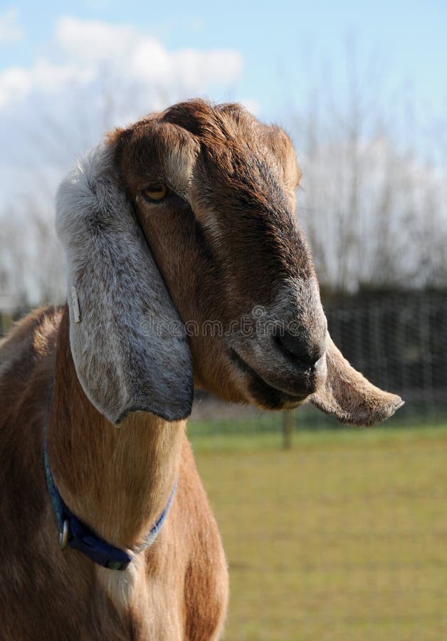 Anglo-Nubian goat stock photo. Image of ranch, goats - 16036386