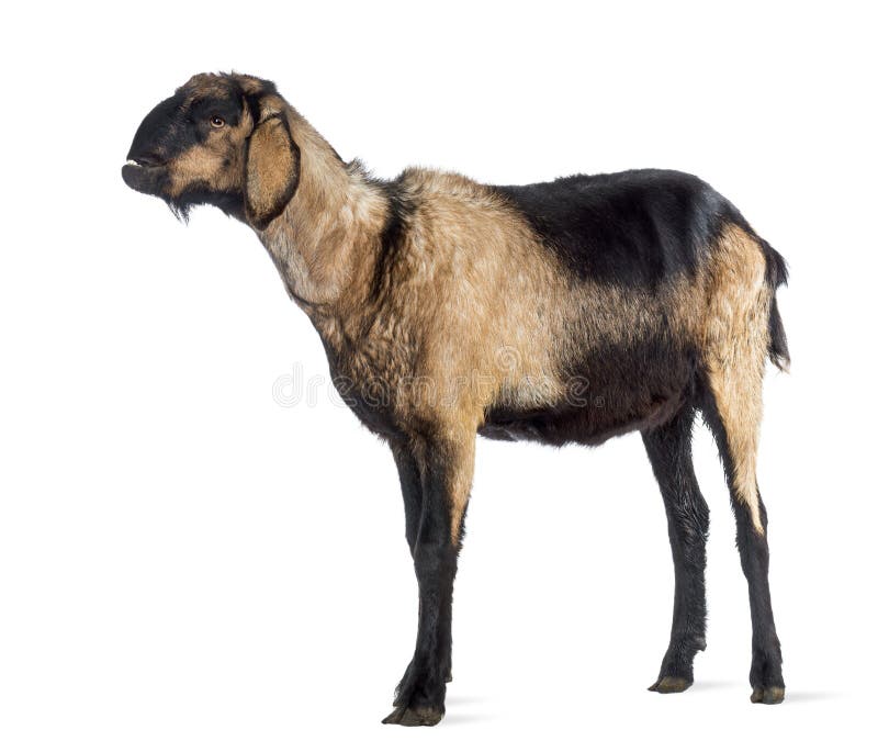 336 Goat Looking Up Isolated Stock Photos - Free & Royalty-Free Stock ...