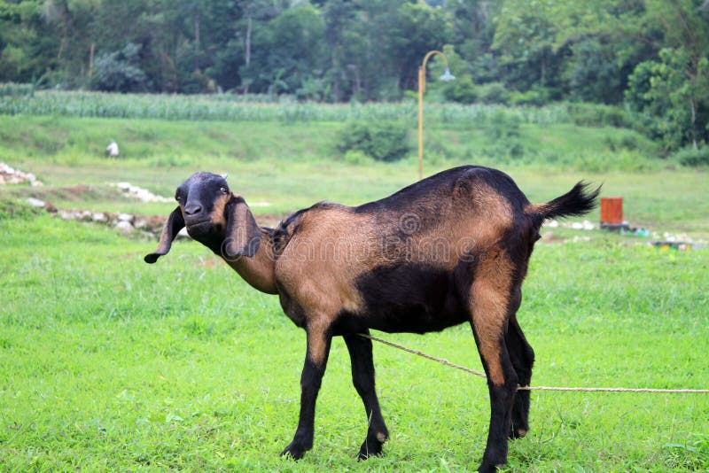 Anglo-Nubian Goat in the Field Stock Photo - Image of grazing, grass ...