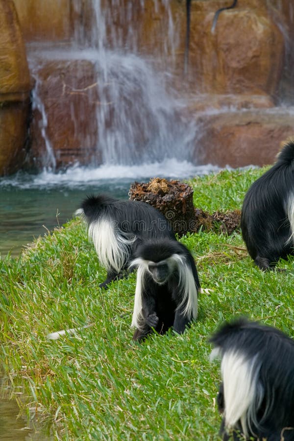 Angola Colobus (Colobus Angolensis) Stock Photo - Image of africa, face ...