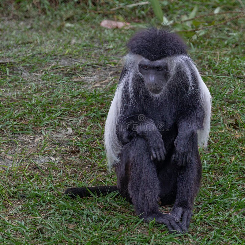 Colobus Monkey at Zoo Tampa Stock Image - Image of world, monkey: 265796075 Colobus Monkey at Zoo Tampa Stock Image - Image of world, monkey: 265796075
