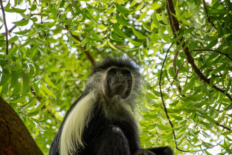 Angola Colobus Ape Hanging on the Tree in Kenya Diani Beach Stock Image ...
