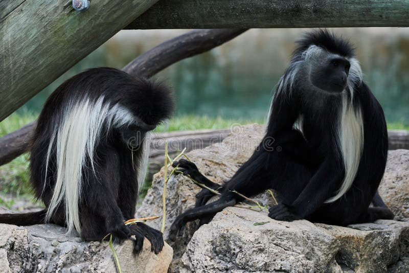 Angola Colobus Monkeys Sitting on Rocks in Zoo Stock Photo - Image of ...