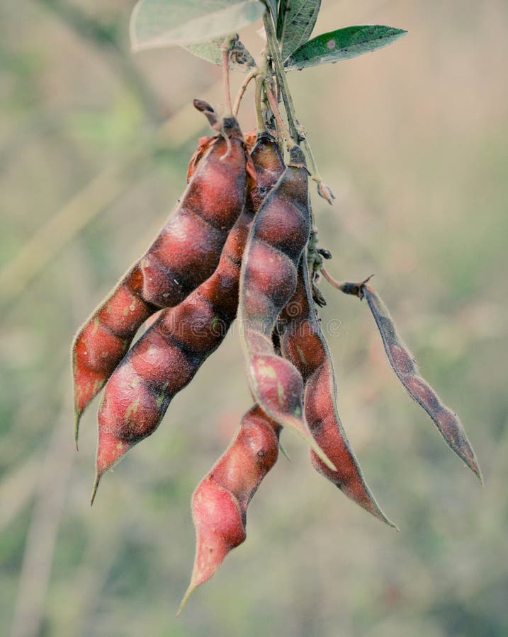 Angola Pea, Congo Pea stock photo. Image of food, green - 66921228