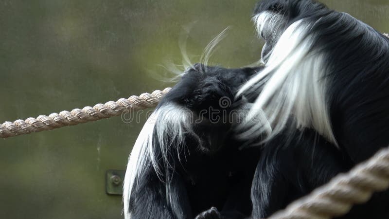 Angolan Colobus Colobus Angolensis. Black and White Colobus Monkeys ... Angolan Colobus Colobus Angolensis. Black and White Colobus Monkeys ...