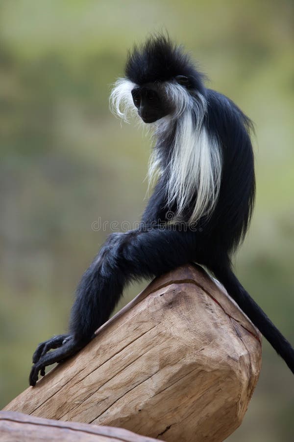 Angola Colobus (Colobus Angolensis) Stock Photo - Image of africa, face ...