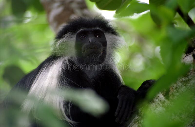 Angola Colobus (Colobus Angolensis) Stock Photo - Image of africa, face ...