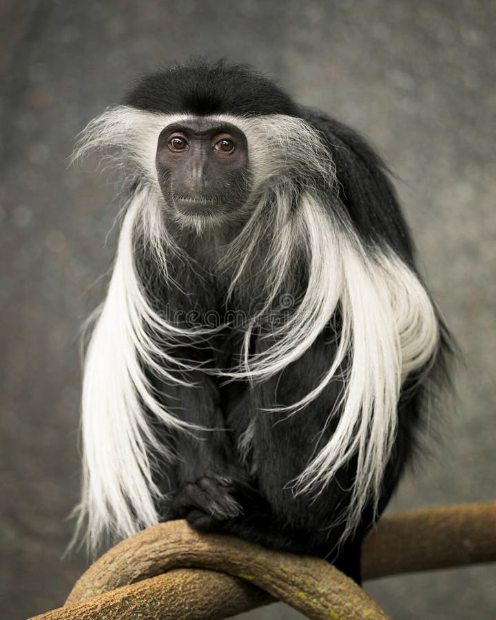 Angolan Colobus Full Body Portrait Stock Image - Image of vertical ...