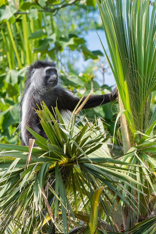 112 Angolan Colobus Stock Photos - Free & Royalty-Free Stock Photos ...