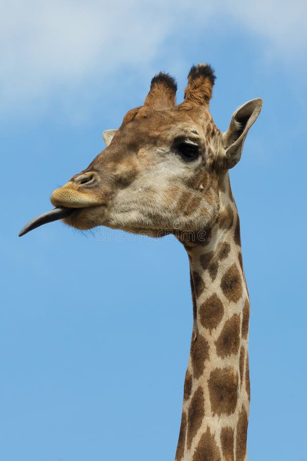 Angolan Giraffe Giraffa Camelopardalis Angolensis Stock Image - Image ...