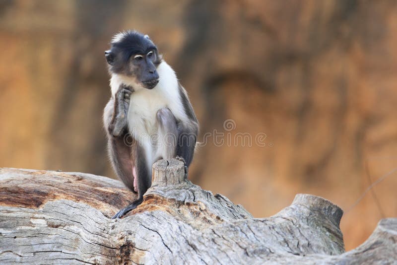 Angolan talapoin stock image. Image of miopithecus, primate - 29685519