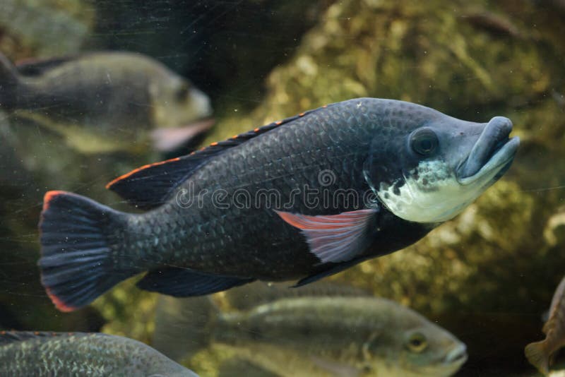 Angolensis Angolano De Oreochromis Do Tilapia Foto de Stock - Imagem de ...