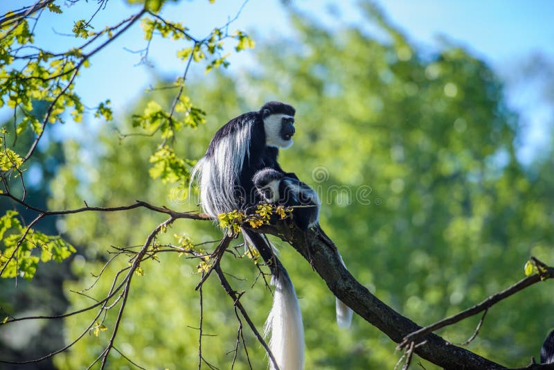 Colobus De Angola (angolensis Do Colobus) Foto de Stock - Imagem de ...