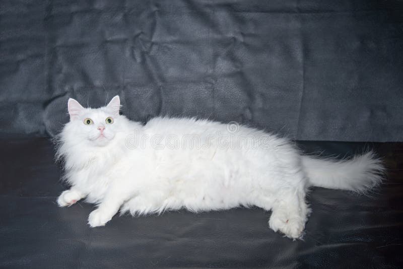 Angora Blanco Del Persa De La Raza Del Gato Foto de archivo - Imagen de ...