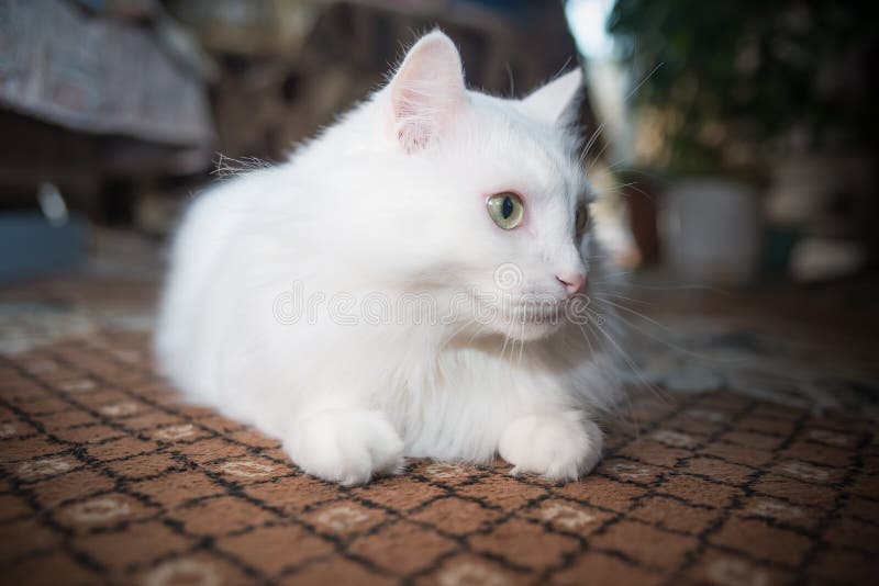 Angora Blanco Del Persa De La Raza Del Gato Imagen de archivo - Imagen ...