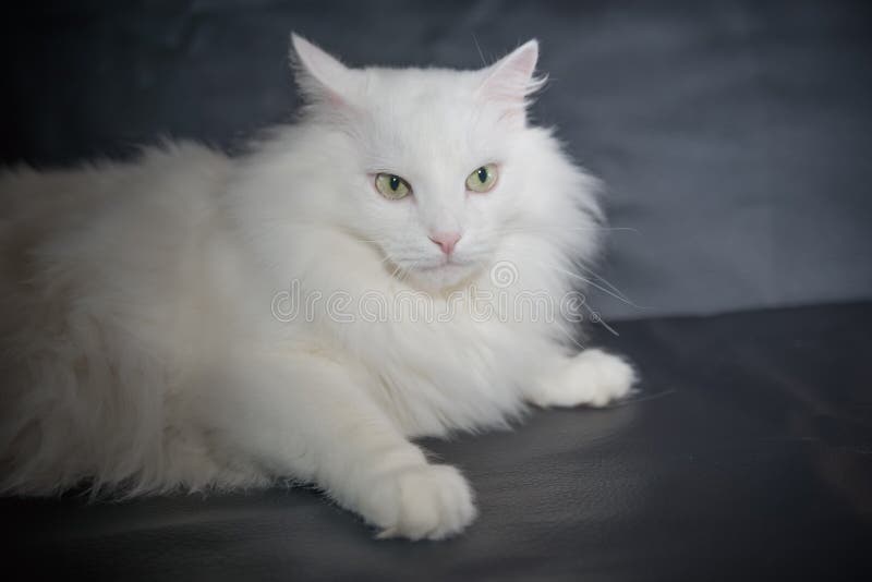 Angora Blanco Del Persa De La Raza Del Gato Foto de archivo - Imagen de ...