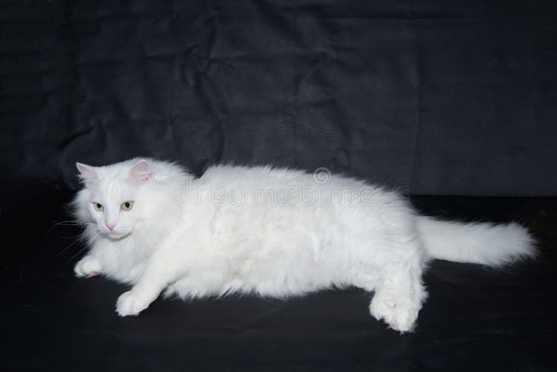 Angora Blanco Del Persa De La Raza Del Gato Foto de archivo - Imagen de ...