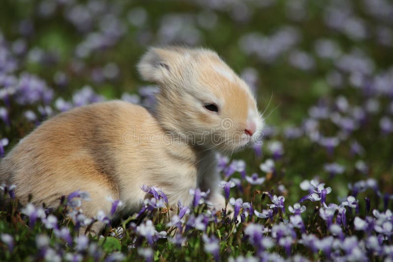Spring Bunny stock image. Image of flowers, spring, nature - 138790163