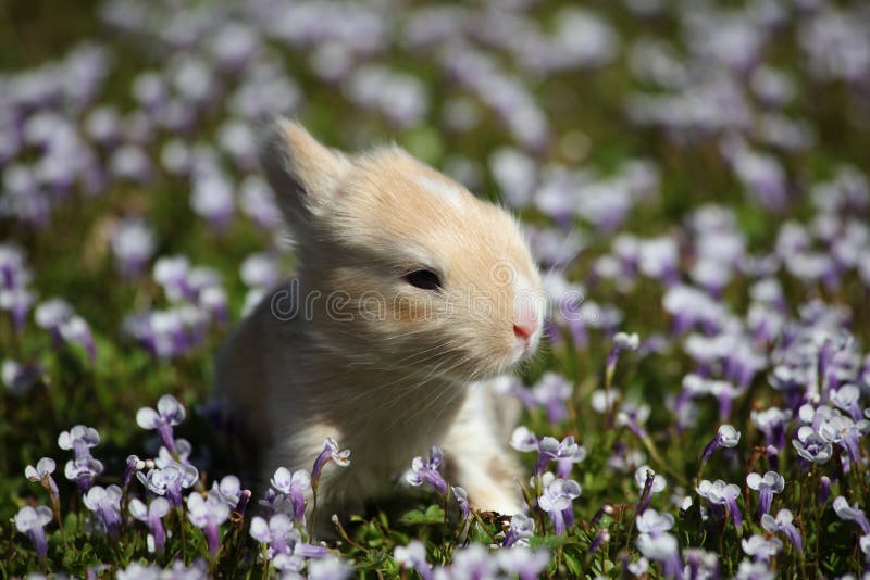 Spring Bunny stock image. Image of spring, easter, furry - 138790123