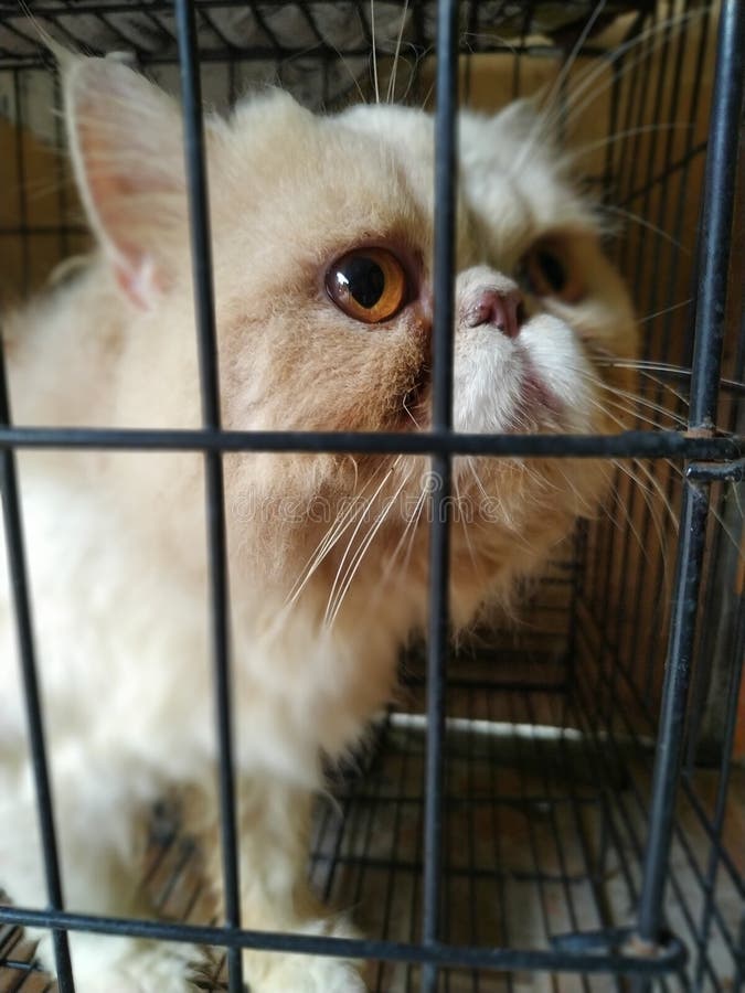 Angora Cat Has Finished Eating Stock Photo - Image of eating, finished ...