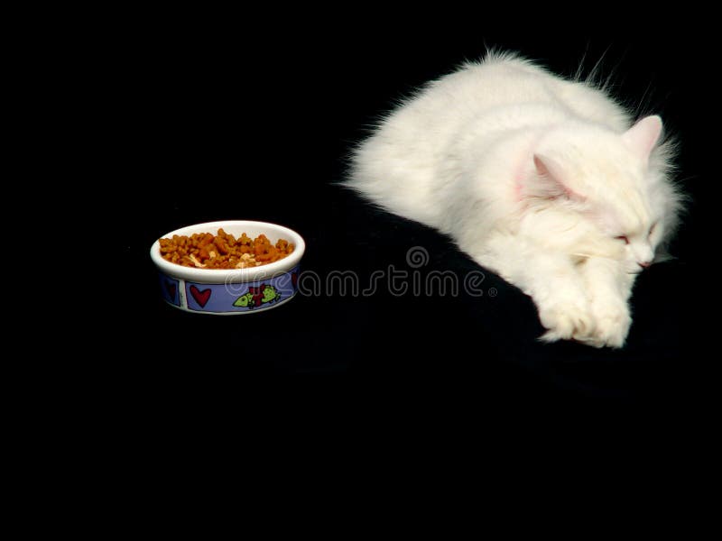 Angora Cat Ignoring Food stock photo. Image of animal - 1838580