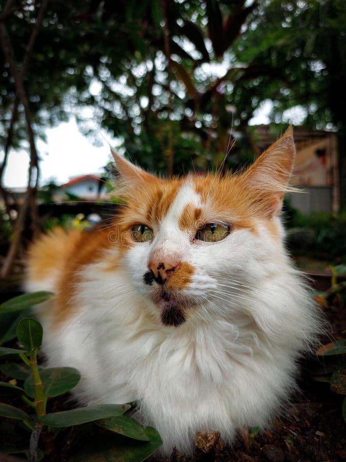 Angora cat with long fur stock photo. Image of kitten - 243280430