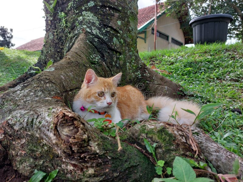 Angora cat stock image. Image of claws, angora, feline - 269863005