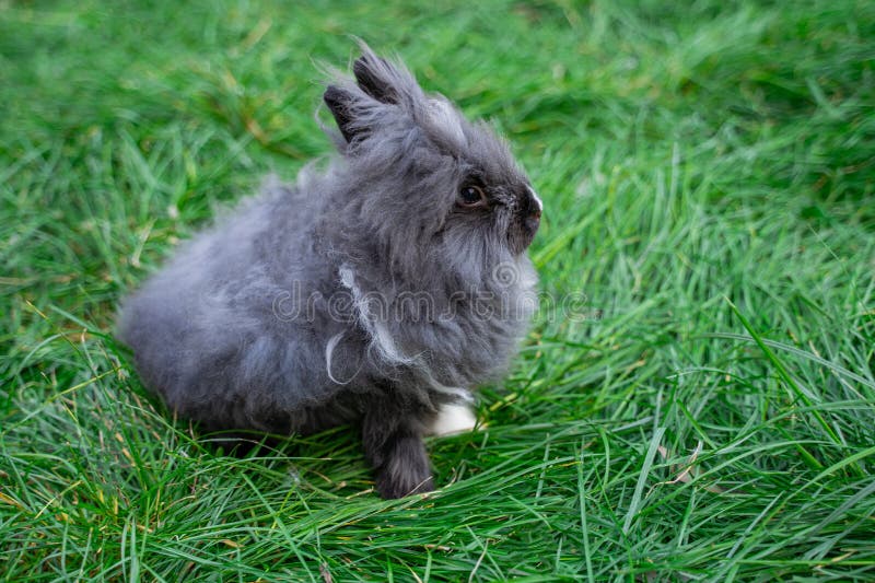 Angora Dwarf Rabbit Minor Medium Size White and Grey with Black Eyes ...
