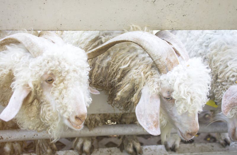 Angora geiten stock foto. Image of angora, nave, troep - 26629156