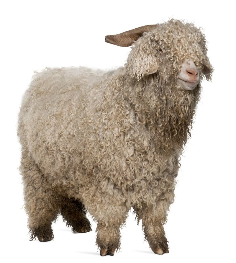 4+ Angora goat Free Stock Photos - StockFreeImages