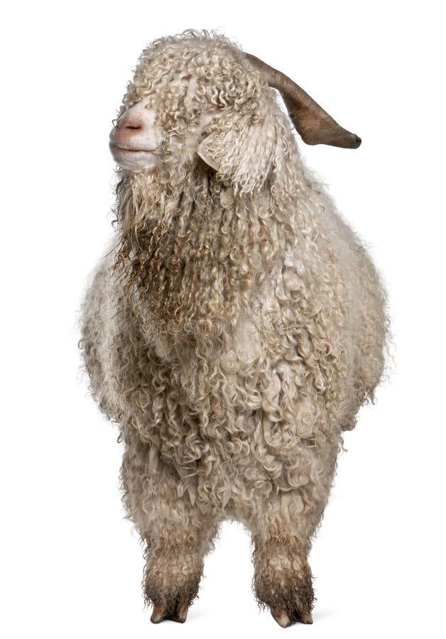 Angora goat stock image. Image of goat, curly, indoors - 18257845