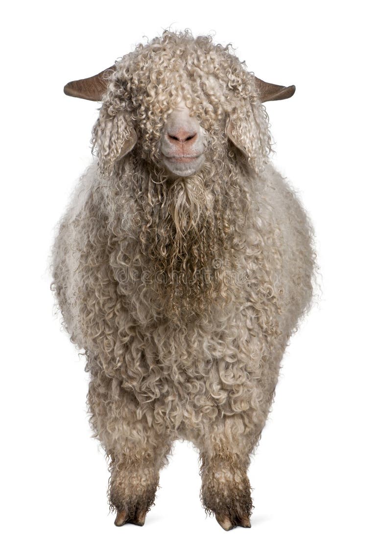 777 Angora Goat Background Stock Photos - Free & Royalty-Free Stock ...