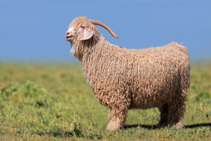 Angora goat stock photo. Image of agriculture, farm, species - 28869936
