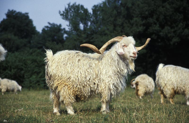 241 Angora Mohair Goat Stock Photos - Free & Royalty-Free Stock Photos ...