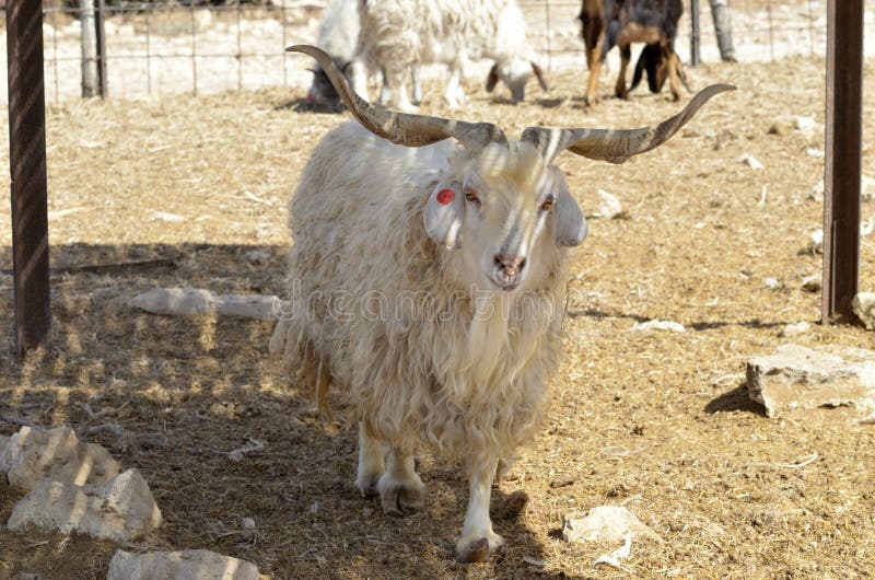 Angora goat farm stock image. Image of israel, mountains - 87458789
