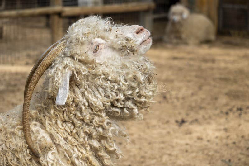 Angora Goat stock photo. Image of angora, feeding, goat - 55517024